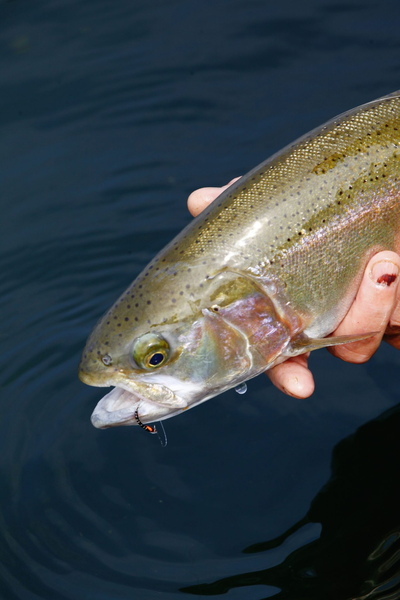 Buzzer-fishing: your questions answered - Trout and Salmon